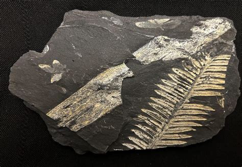 Fossil Tree Fern 65 Ft Alethopteris Serlii And Neuropteris Spp