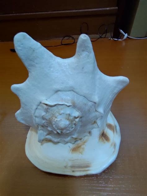 35 00 Giant Conch Shell Hobbies And Toys Memorabilia And Collectibles