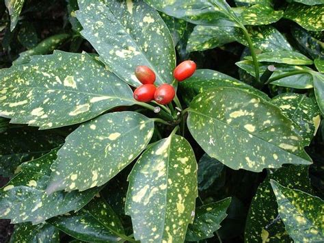 10 Low Maintenance Shrubs For Your Garden