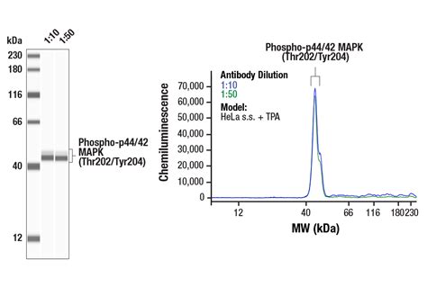 Phospho P4442 Mapk Erk12 Thr202 Tyr204d13144e Cell Signaling