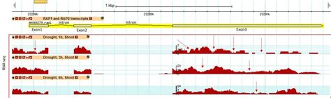 Why There Are Peaks And Gaps On Exon Regions On Rna Seq Data