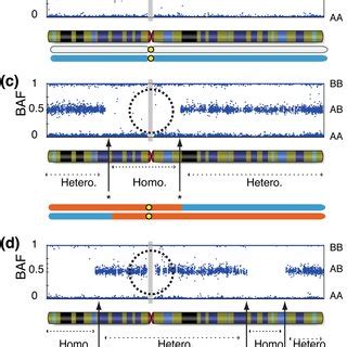 B Allele Frequency BAF Plot Of Villous Samples A Mono Haploid Download Scientific Diagram