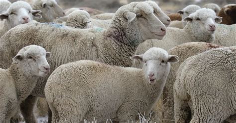 Eleven Fucking Sheep