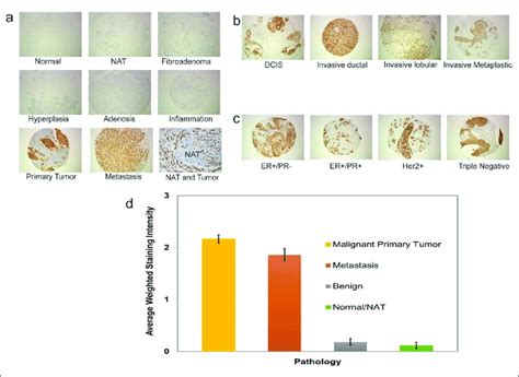Representative Immunohistochemistry Images Showing Tab004 Hrp Staining