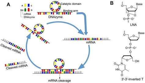 Custom Dnazyme Synthesis Nucleic Acid Formulation Cd Formulation