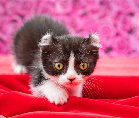 Gato Kinkalo