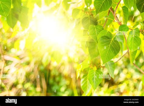 Close Up Of Fresh Green Bo Leaf With Sunlight In The Morning Bodhi Pipal Tree Tree Leaves Stock