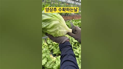 양상추밭에 다녀왔습니다 양상추 수확 다듬고 포장작업입니다 양상추 Youtube