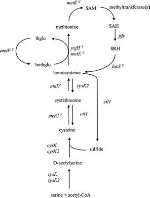 Frontiers Transcriptional Regulation Of Cysteine And Methionine