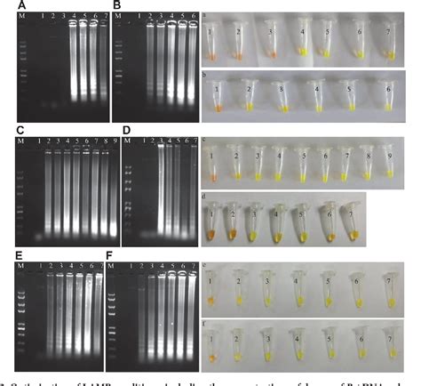 Figure 3 From Rapid And Visual Detection Of Vibrio Parahaemolyticus In Aquatic Foods Using