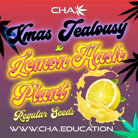 Xmas Jealousy X Lemon Hashplant Lhp Le 25 Ct Regs Chitown Seeds