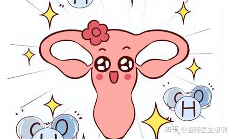 小阴唇与大阴唇的奥秘：探索其生理功能与重要性 知乎