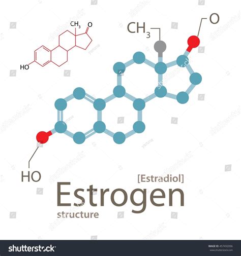 Estrogen Structure Stock Vector Royalty Free 457492096 Shutterstock