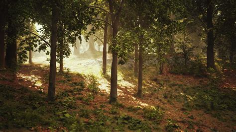 Sunlight Filtering Through Trees In Forest 46478189 Stock Video At Vecteezy