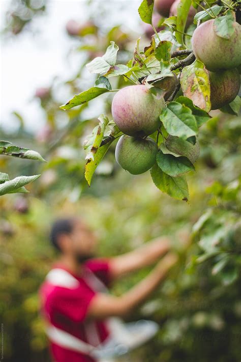 Apple Picker And Apple Branch By Stocksy Contributor Tari Gunstone