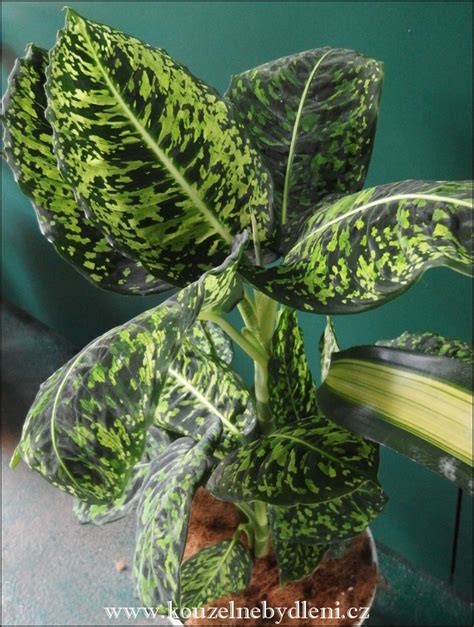 Difenbachie, Mramornatka - Kouzelné Bydlení