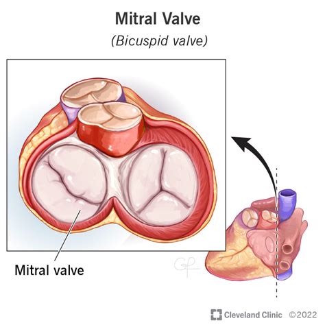 Heart Anatomy Valves