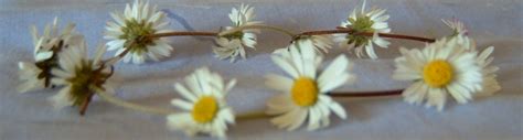 daisy chain networking and arachnid musicians — lynn carroll career