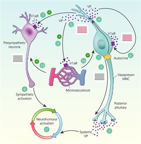 Oxytocin Feedback Loop Diagram