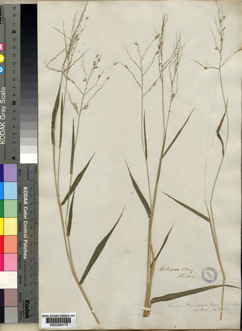 Panicum Deustum Thunb Plants Of The World Online Kew Science