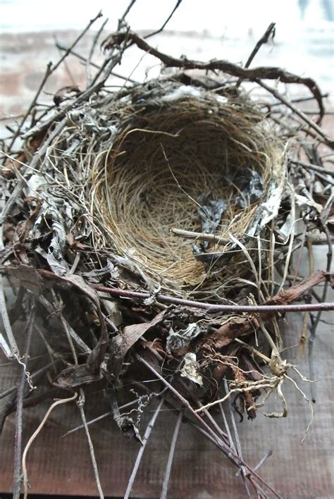 Chipping Sparrow Nest Bird Nest Sparrow Nest Nest