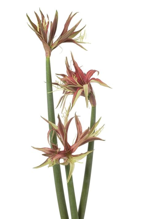 Как нарисовать цветы акварелью