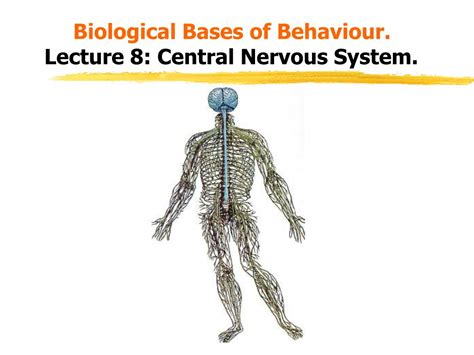Ppt Biological Bases Of Behaviour Lecture 8 Central Nervous System Powerpoint Presentation