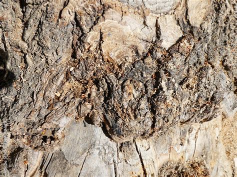 Textura Madera Stock Photo Adobe Stock