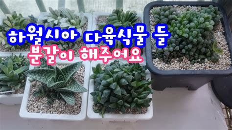 하월시아 다육식물 분갈이 해요 Korean Succulents Plants 多肉植物 Youtube
