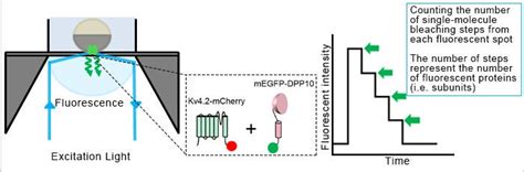 Single Molecule Fluorescence Imaging On The Cell Membrane Olympus Ls