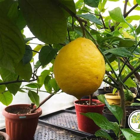 Minitrees Lemon гибридные мини деревья купить в Москве цена 149 руб дата размещения 03