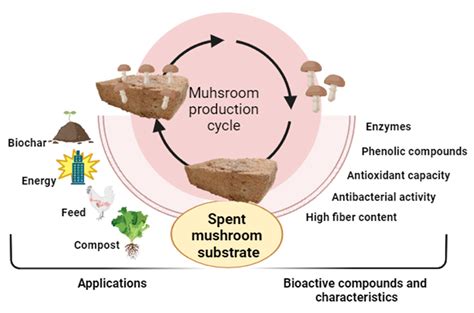 Spent Mushroom Substrate For Enhanced Agricultural Sustainability Encyclopedia Mdpi