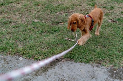 Premium Photo Puppy Dog Cocker Spaniel Playing With Rope