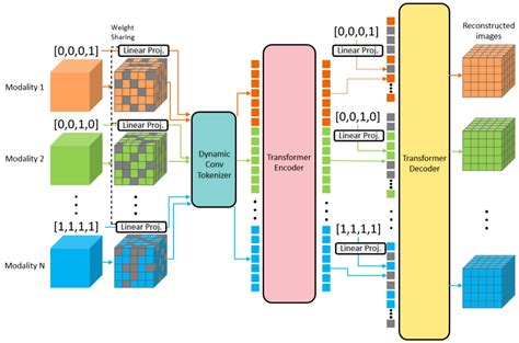 論文レビュー Self Pre Training With Adaptive Mask Autoencoders For Variable Contrast 3d Medical Imaging