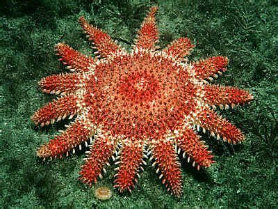 Common Sunstar Alchetron The Free Social Encyclopedia