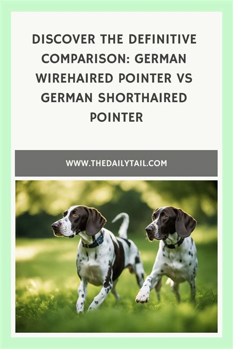 German Wirehaired Pointer Vs German Shorthaired Pointer Hunting Breed