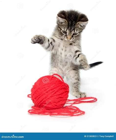 Cute Kittens With Yarn
