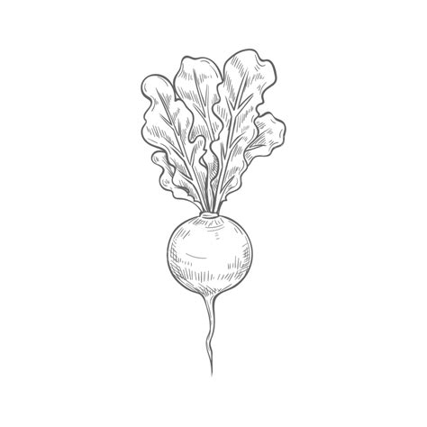 Whole Beet Root With Leaves Isolated Monochrome Sketch Beetroot Red Leaves Png And Vector