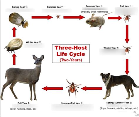 Three Host Life Cycle Diagram Quizlet