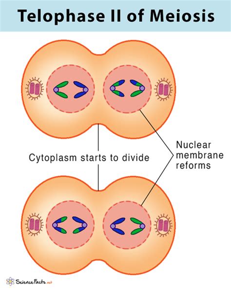 Prophase 2 Labeled