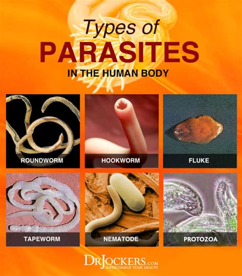 Parasite Worms In Humans