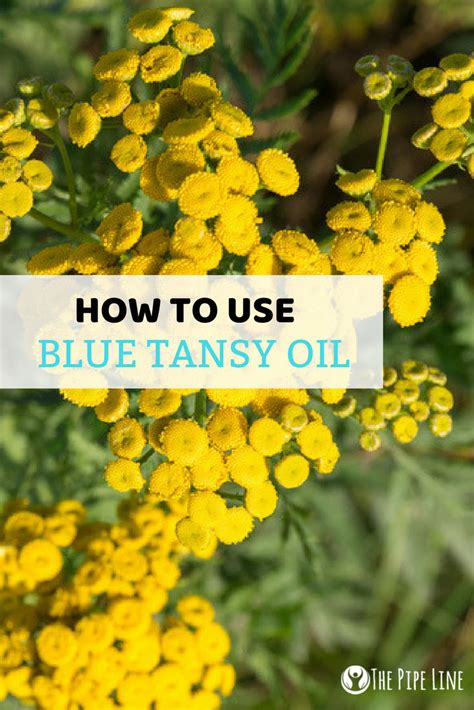 Heres How To Use Blue Tansy Essential Oil Closet Of Free Samples