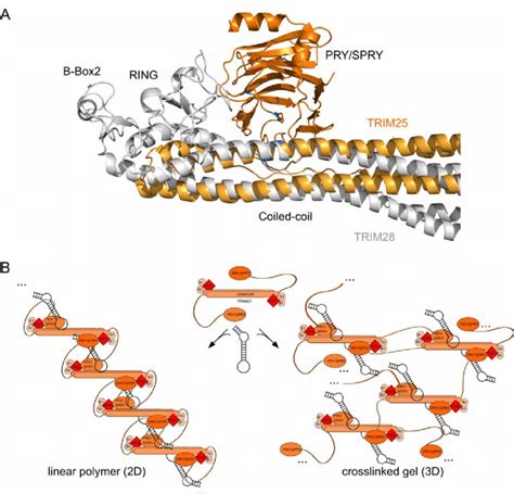 Model Of Full Length Trim25 A Alignment Of The Crystal Structure Of
