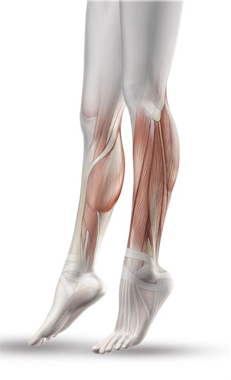 Tendinit Tendon İltihabının Nedenleri Ve Doğal Tedavi Yöntemleri