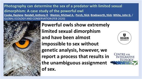 Cie Spotlight Photography Can Determine The Sex Of A Predator With