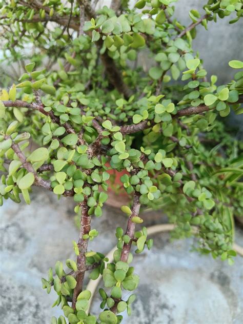 Other Zed Plant Cutting Freeup