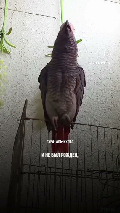 Разве ты не видел что Аллаха славят те кто на небесах и на земле Коран попугайчитаеткоран