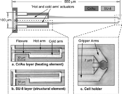 Figure 1 From Electrothermally Activated Su 8 Microgripper For Single Cell Manipulation In