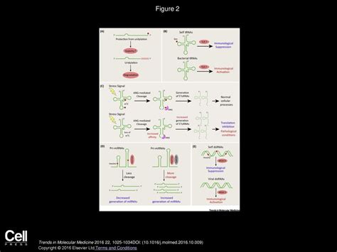 Small RNA Modifications Integral To Function And Disease Ppt Download