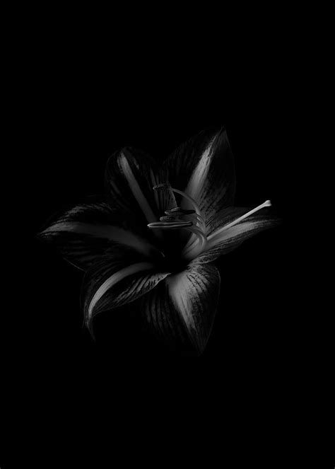 Lily Black And White Wallpaper